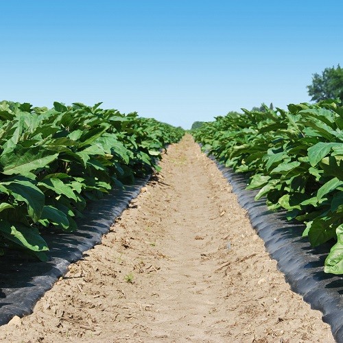Drip Irrigation | Triple K Irrigation